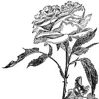 42. 奧圖玫瑰 ROSE BULGARIAN OIL_APOLLINE 艾波利