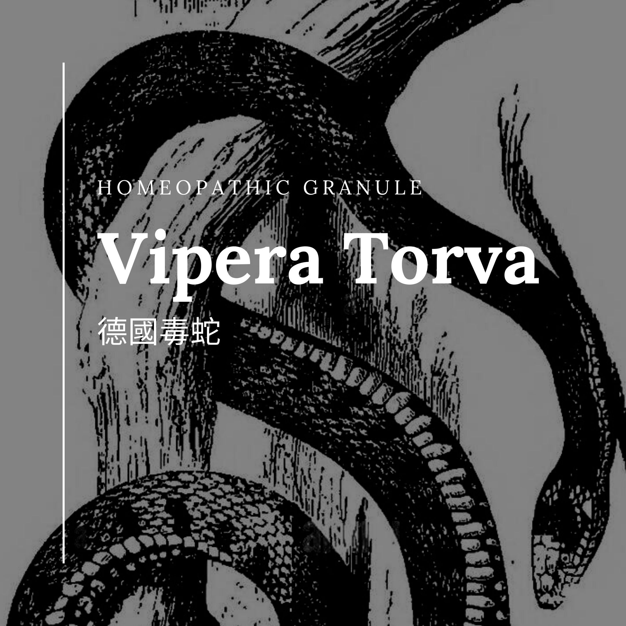 順勢糖球－德國毒蛇 Vipera torva_食在自在心空間Spaco