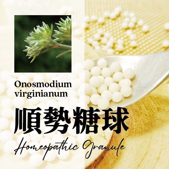 順勢小糖球－Onosmodium Virginicum 滇紫草_食在自在心空間Spaco